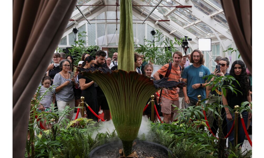 A FLOR QUE CHEIRA A MORTE: O FENÓMENO DA “CORPSE FLOWER” EM SYDNEY ...